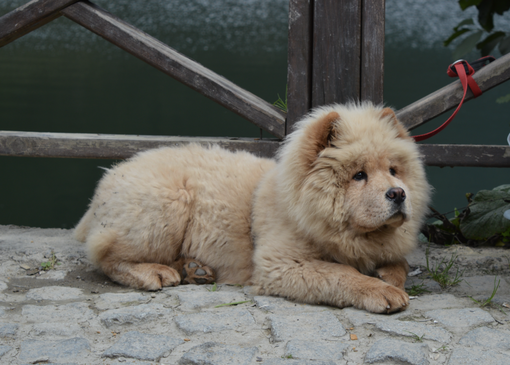 Chow Chow Puppy Care: Nurturing the Noble Lion Dog with Attention and ...
