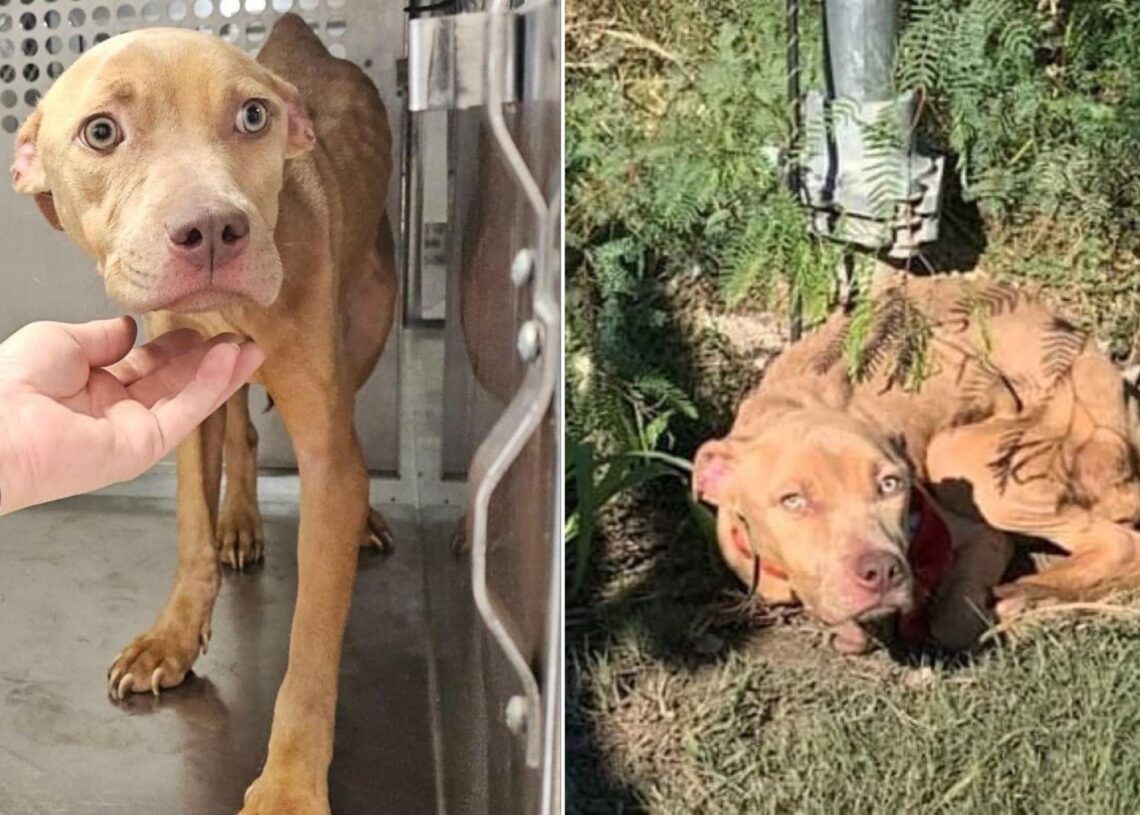 Watch the Heartbreaking Video of a Stray Dog Bringing Her Sick Puppy to ...